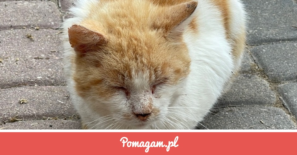 Zrzutka na Bezdomny Rudy prosi o życie - Beata Witczak | Pomagam.pl