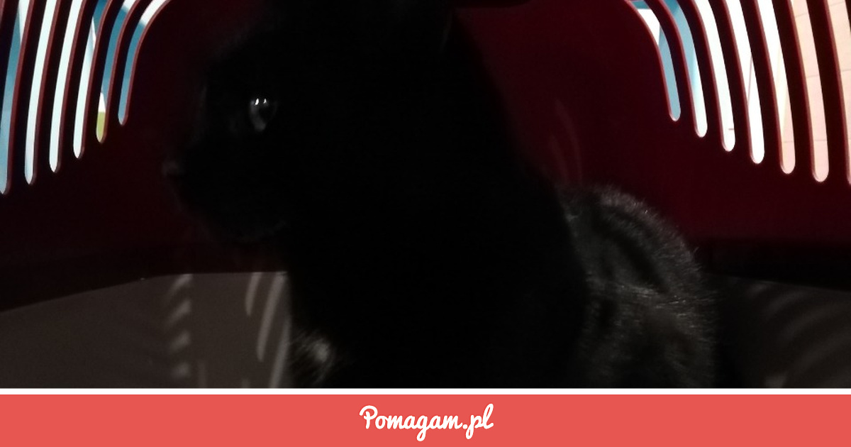 Zrzutka na Wczoraj Jednego Rozjechało Auto - Jacek Barczak | Pomagam.pl