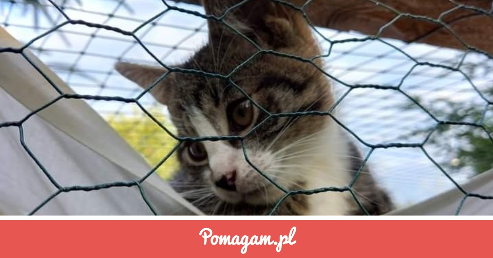 Zrzutka na Koci Raj w Kotko Landi - Bartek Stankiewicz | Pomagam.pl