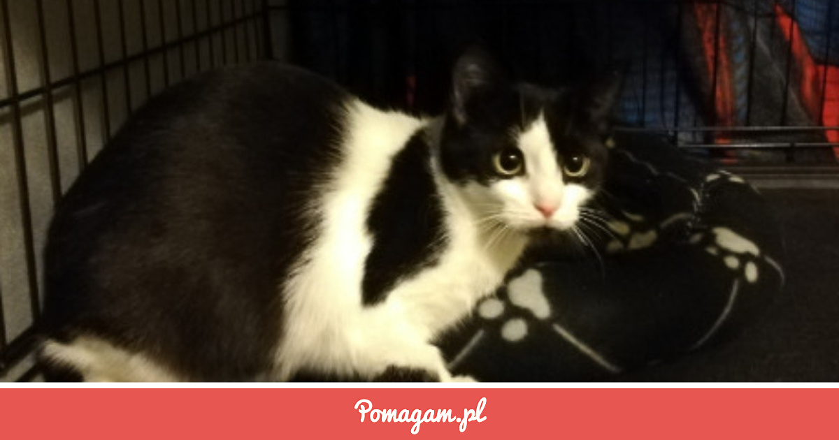 Zrzutka na Laurenta i Romeo - Jacek Barczak | Pomagam.pl