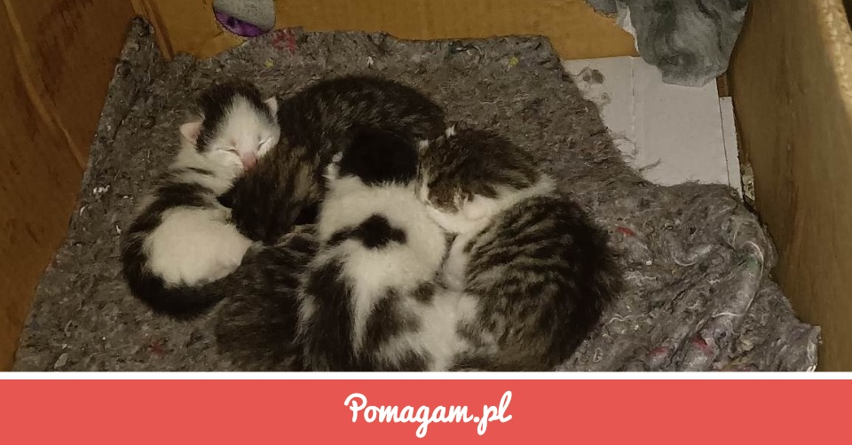 Zrzutka na Urodzone by Być Wolne - Bolesławieckie Koty | Pomagam.pl