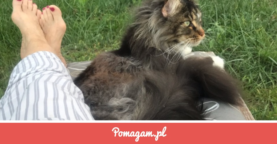 Zrzutka na Operacja Kota Mejkuna - Marta Georgijew | Pomagam.pl