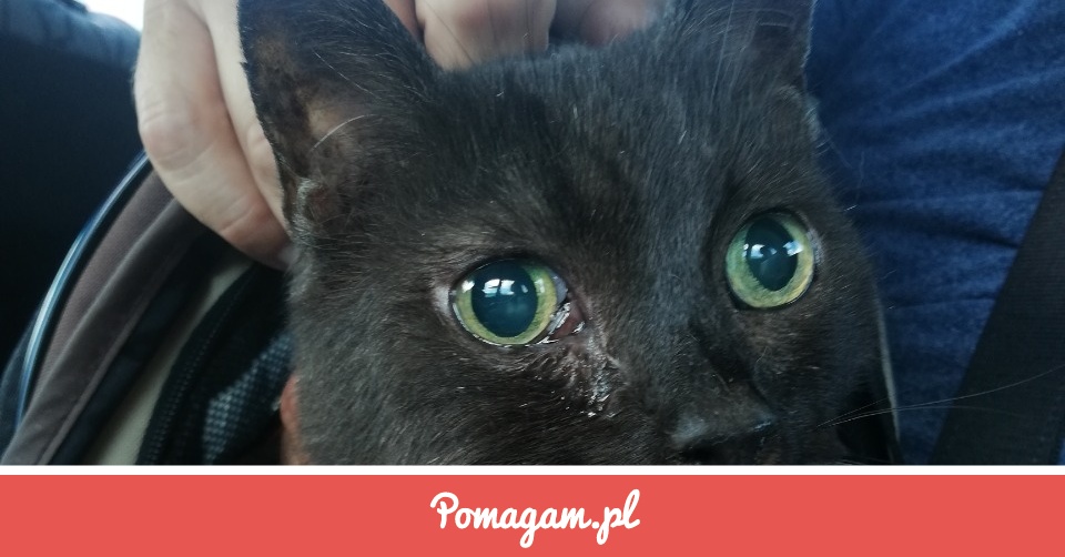 Zrzutka na RATUNEK dla 14 LETNIEJ KICI - Justyna Najderek | Pomagam.pl