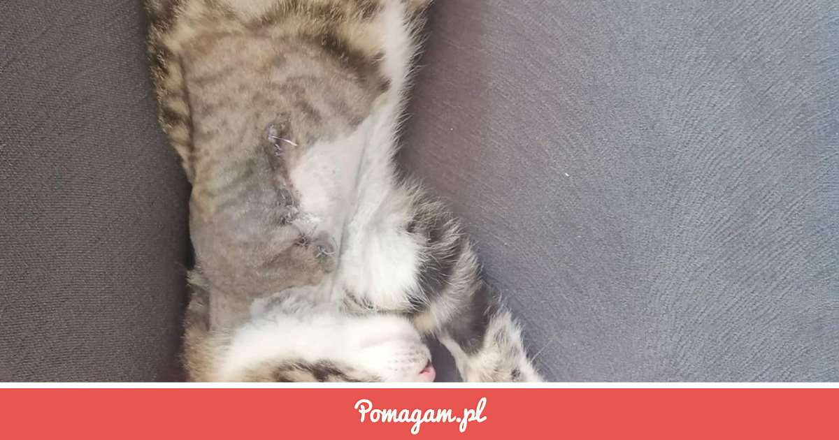 Zrzutka na Amputacja Łapki Maluszka - Chojnowskie Koty | Pomagam.pl