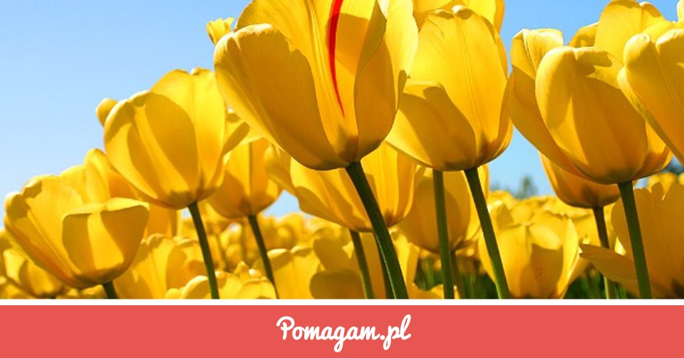 Zrzutka na Zbieram na Studia i Materiały - Aleksandra Kotowska | Pomagam.pl