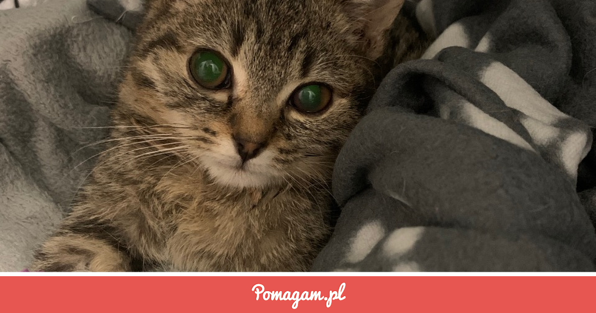 Zrzutka na Pomoc finansowa-uratujmy Kociaka - Aleksandra Celarek | Pomagam.pl