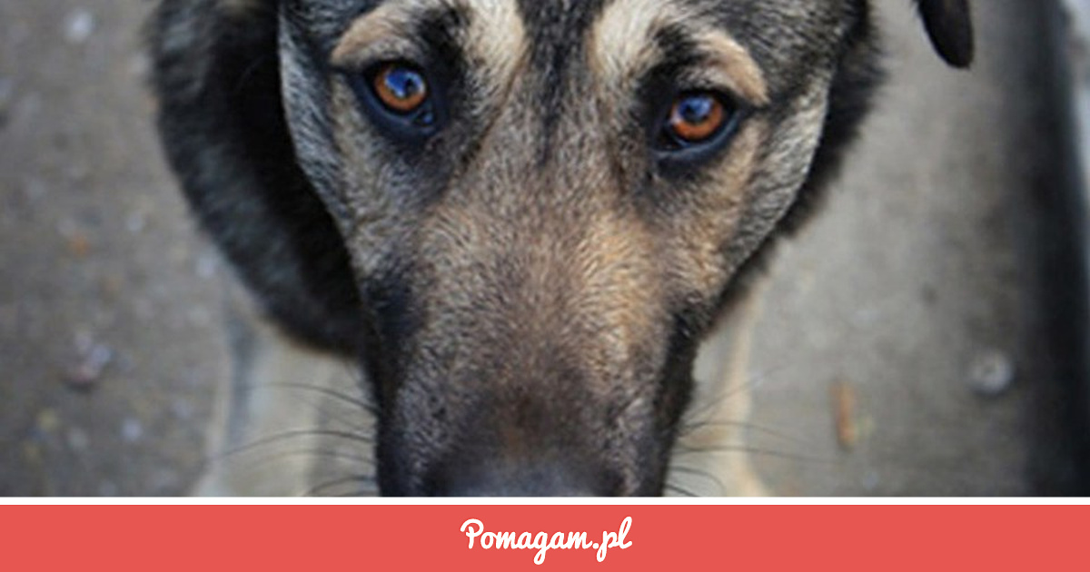 Zrzutka na Schronisko dla bezdomnychZwierza - Tomasz Tkaczyk | Pomagam.pl