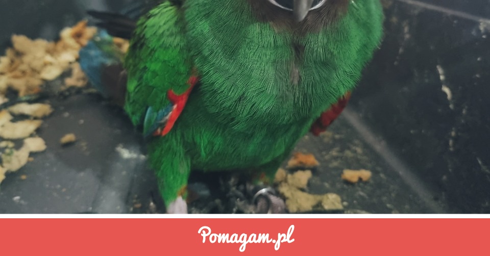 Zrzutka na Porzucona Zniewolona Papuga - EKOSTRAŻ | Pomagam.pl