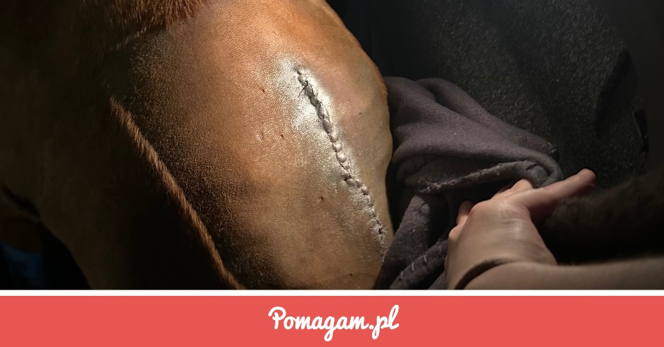 Zrzutka na Operacja i Leczenie Wegi - Patrycja Banach | Pomagam.pl