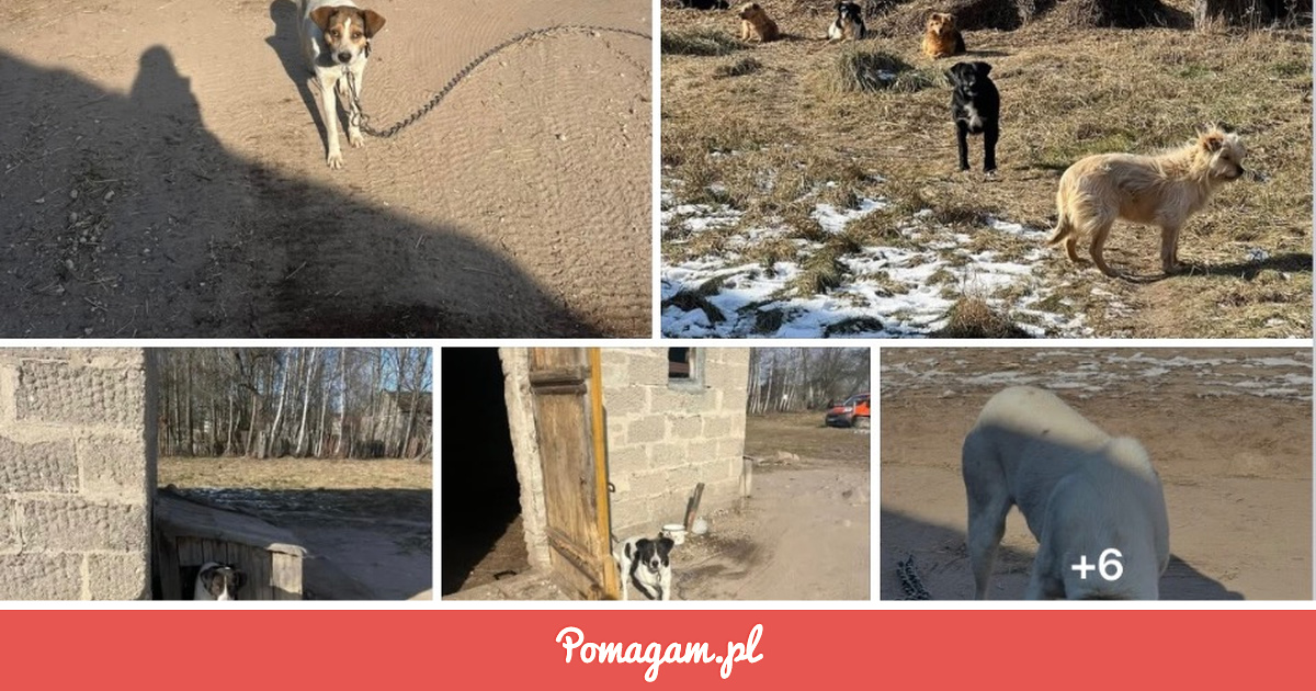 Zrzutka na Pieski Ze Skrzeszewa - Eliza Nowicka | Pomagam.pl