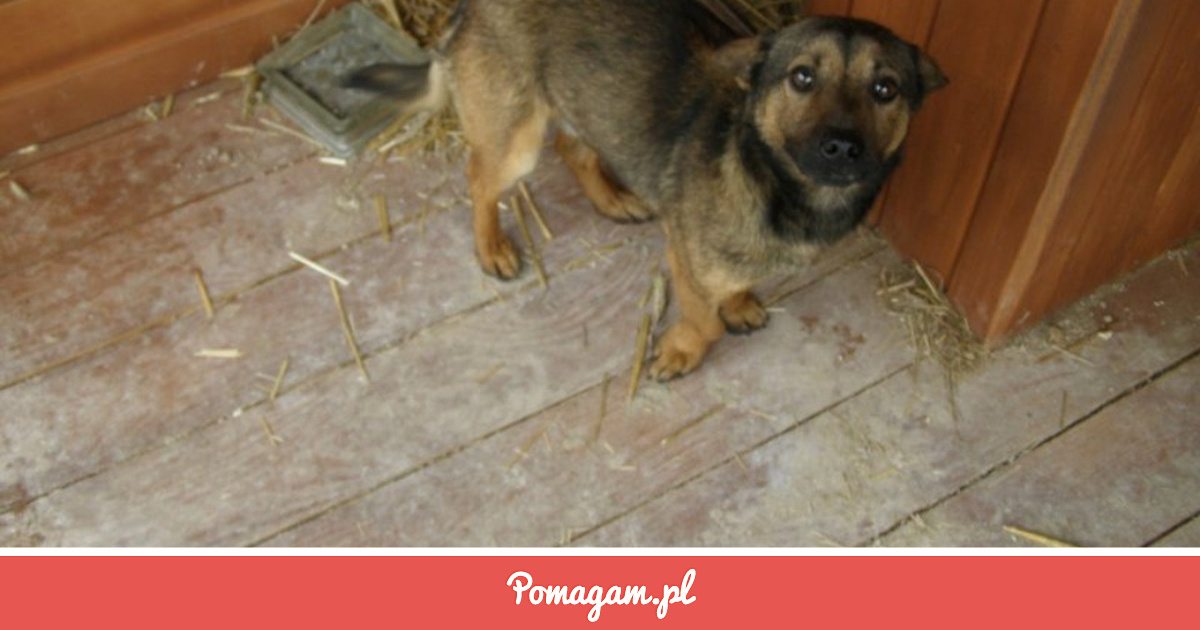 Zrzutka na Jedzenie dla Bezdomnego Pieska - Marcel Michalik | Pomagam.pl