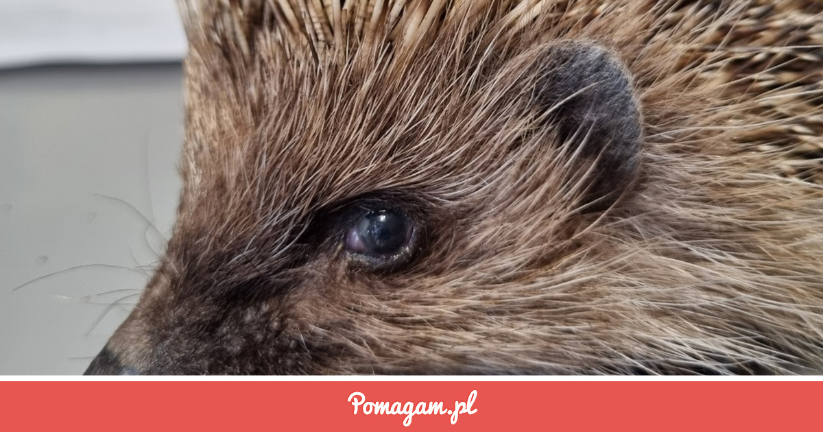 Zrzutka na Ocal z Nami Oczy Jeża - EKOSTRAŻ | Pomagam.pl