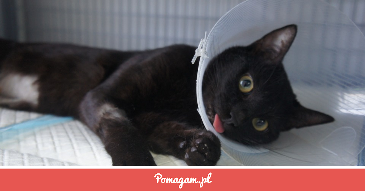 Zrzutka na Operacja Wyszycia Cewki Moczowej - Fundacja Przytul Kota ...