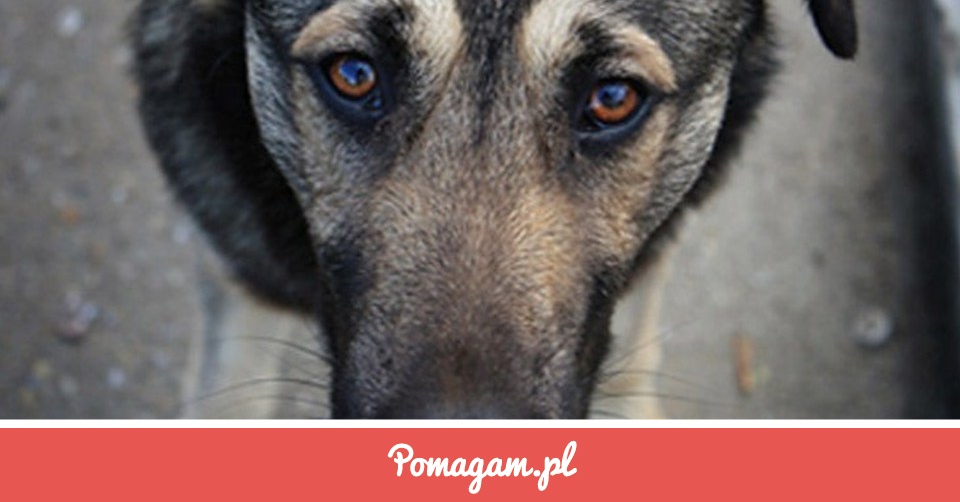 Zrzutka na Schronisko dla bezdomnychZwierza - Tomasz Tkaczyk | Pomagam.pl