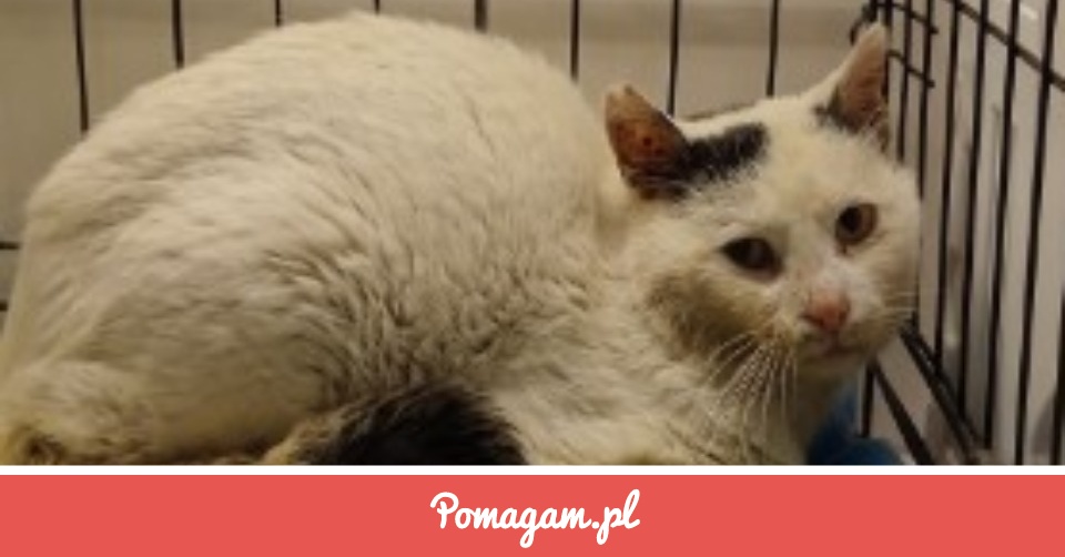 Zrzutka na Rodos - Kocie Nieszczęście - Błażej Woliński | Pomagam.pl