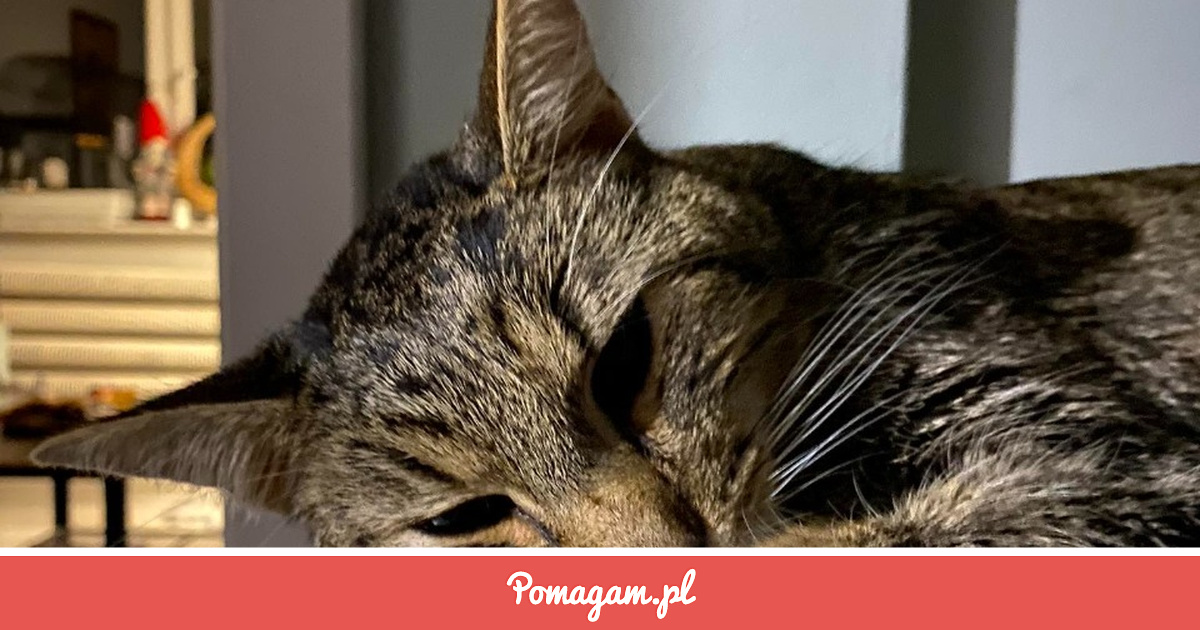 Zrzutka na Wspólnie Uratujmy Lucka - Zuzanna Garbatowska | Pomagam.pl