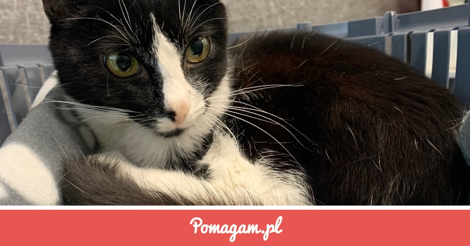 Zrzutka na Uratujmy życie Duriego - Aleksandra Dobrzańska | Pomagam.pl