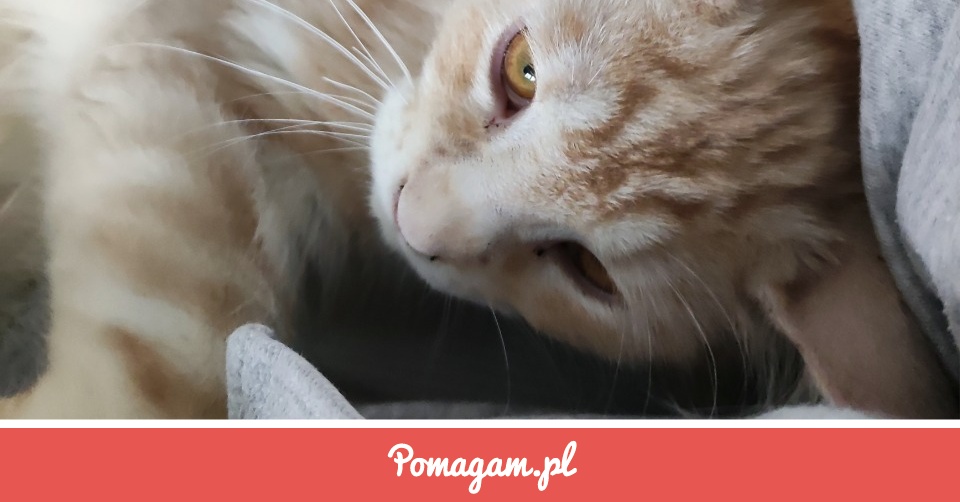 Zrzutka na Leczenie Chestera - Marcelina Barczak | Pomagam.pl