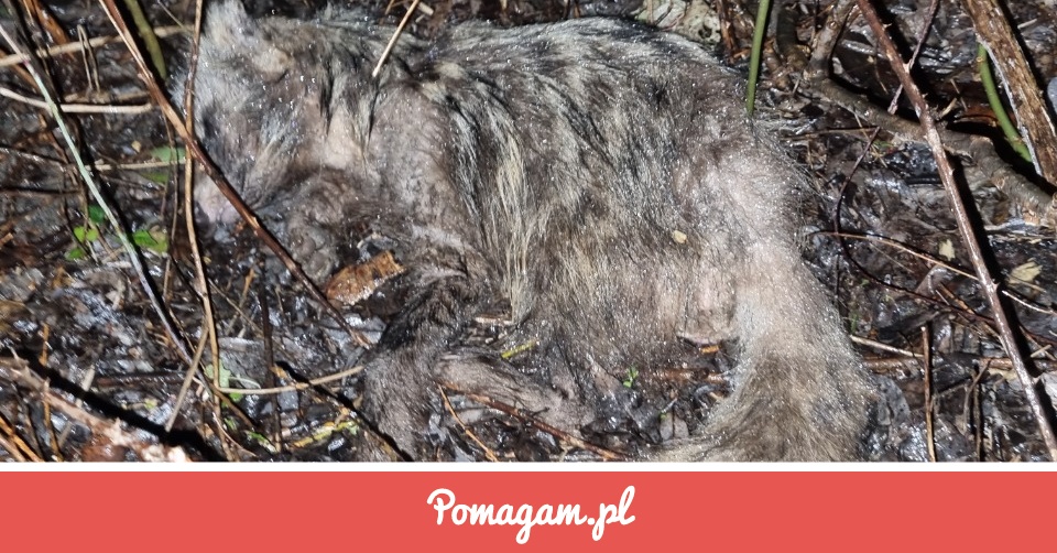 Zrzutka na Ratowanie Życia Jenota - EKOSTRAŻ | Pomagam.pl