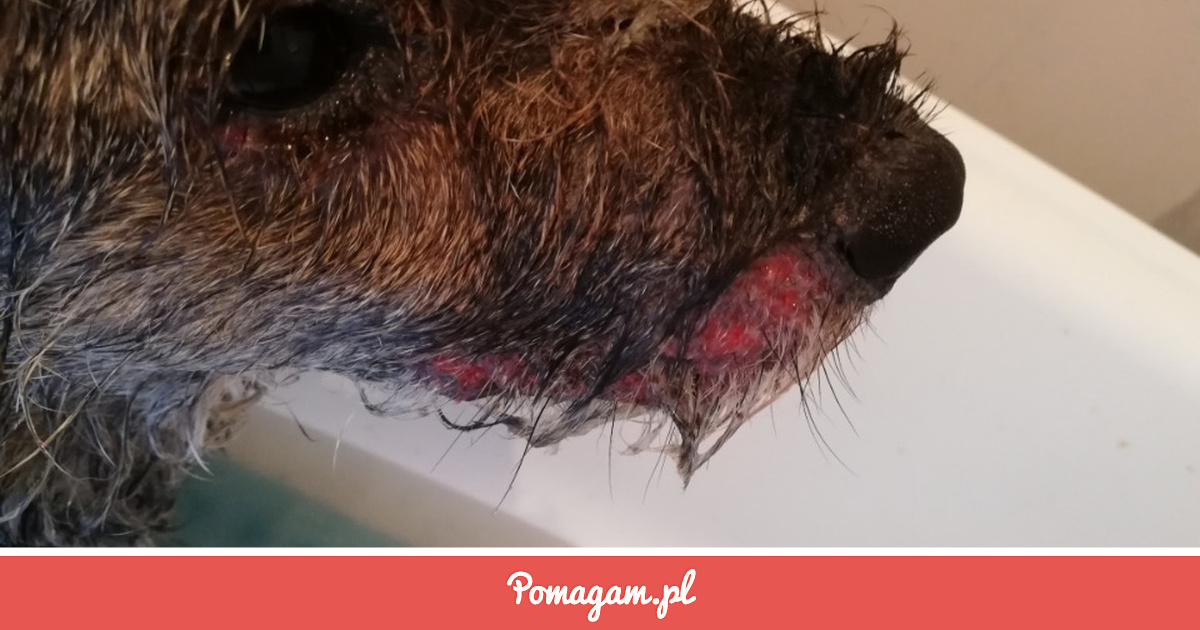 Zrzutka na Odpada Mu Skóra z Pyska i Ciała - Jacek Barczak | Pomagam.pl