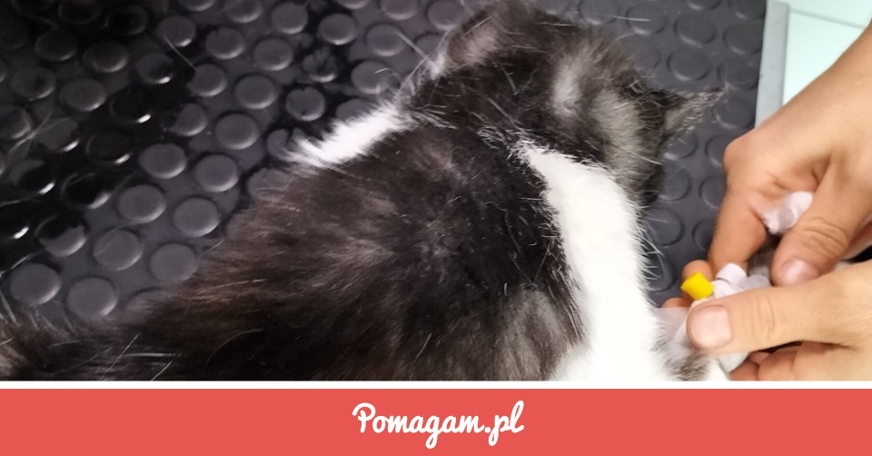 Zrzutka na Walka o zdrowie Zojki - Chojnowskie Koty | Pomagam.pl