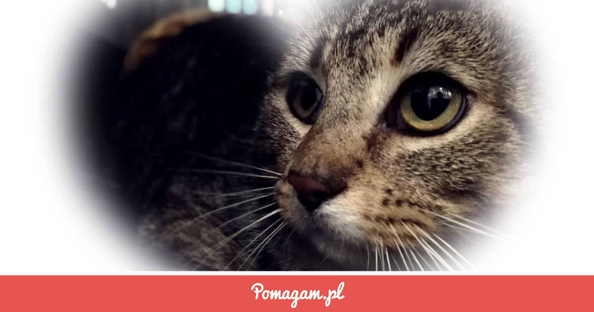 Zrzutka na Rozdarte Kocie Serca Krwawią... - Jacek Barczak | Pomagam.pl