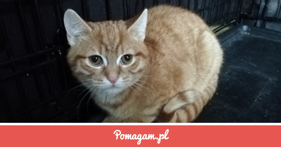 Zrzutka na Tahiti, Szczepienie i Czipowanie - Jacek Barczak | Pomagam.pl