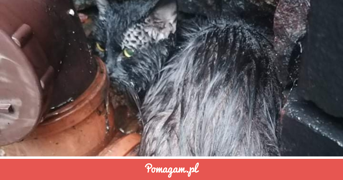 Zrzutka na Czaruś Panleukopenia - Chojnowskie Koty | Pomagam.pl