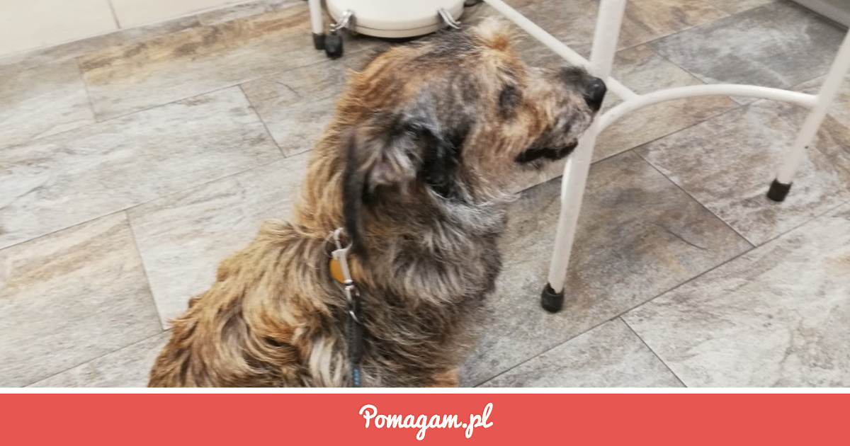 Zrzutka na Lekarstwa dla Gizma i Eli - Jacek Barczak | Pomagam.pl