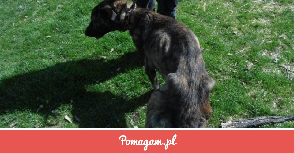 Zrzutka na Na Karmę dla Zwierząt. - Dawid Kalinowski | Pomagam.pl