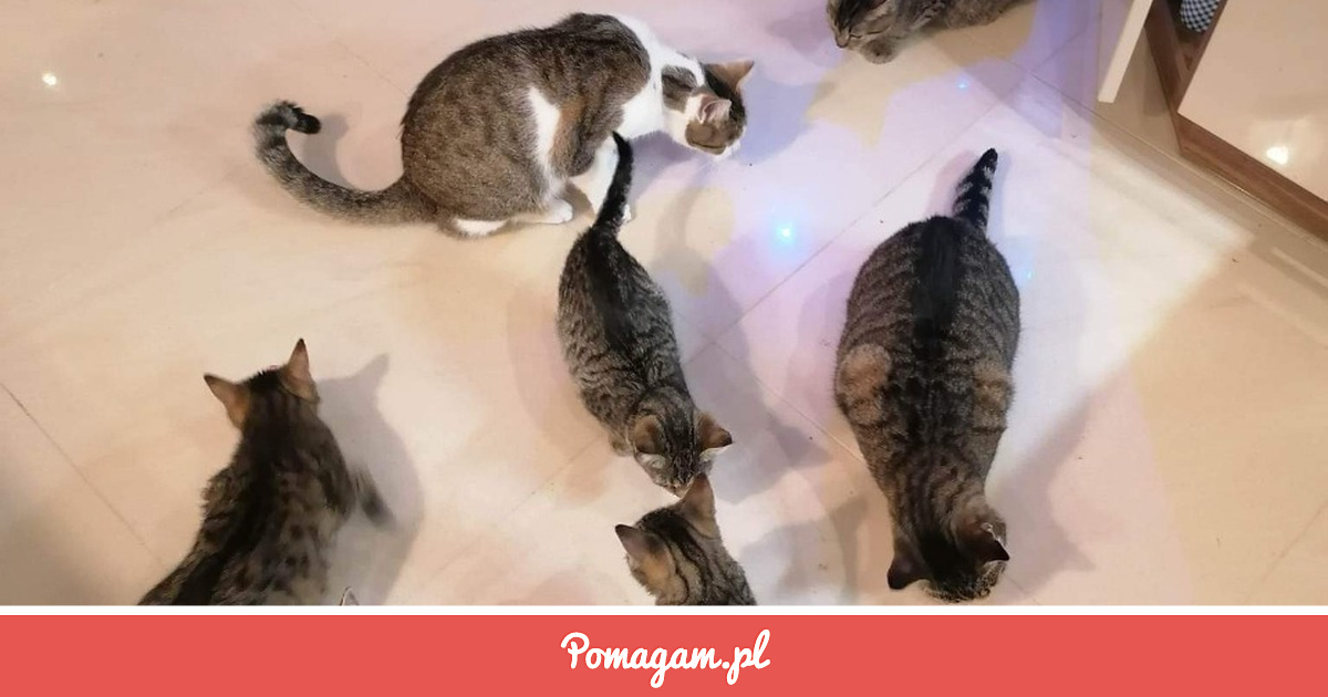 Zrzutka na Zimowa Zbiórka dla Kociaków 2022 - Chojnowskie Koty | Pomagam.pl