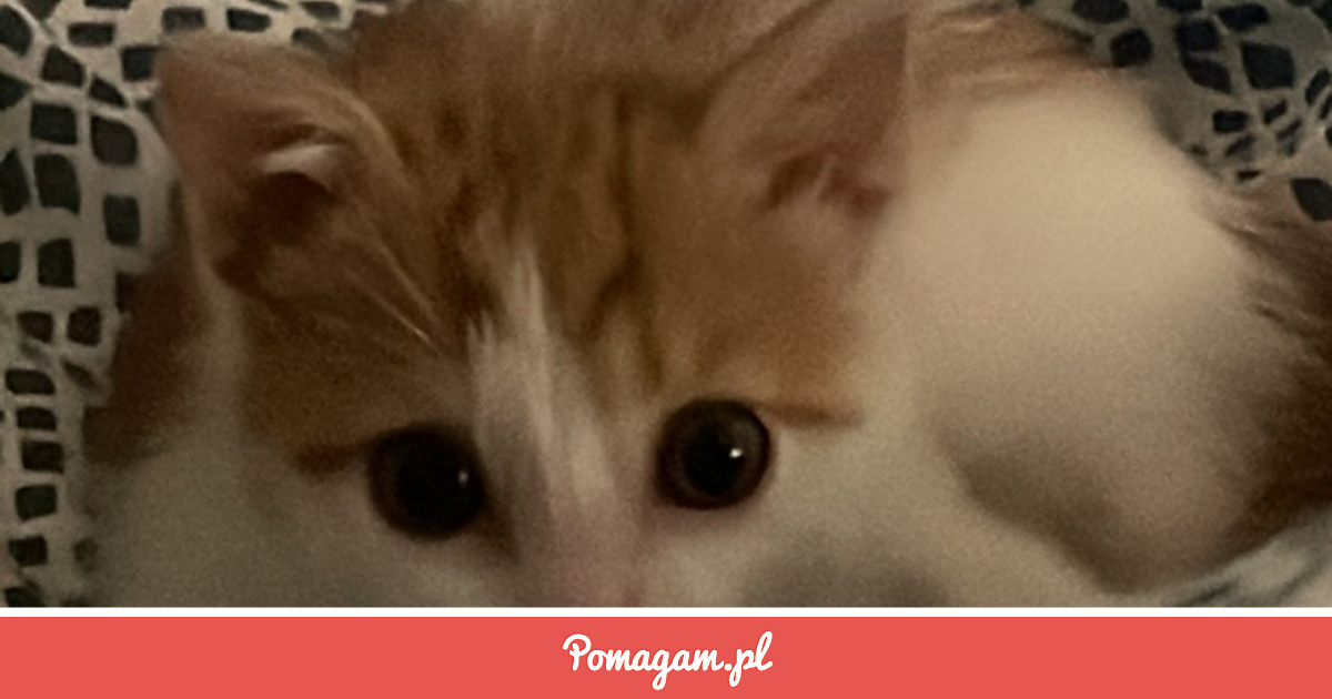 Zrzutka na Pomagamy Chodzić Rudzi - Tomasz Pawlak | Pomagam.pl