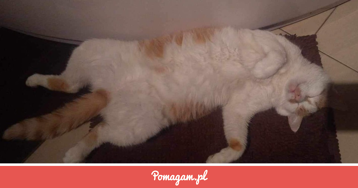 Zrzutka na Operacja Nowotworu u Kota - Amelia Zegadło | Pomagam.pl