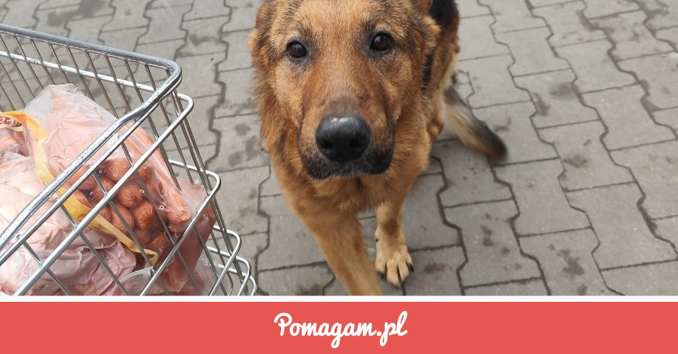 Zrzutka na Amor Spod Biedronki - Małgorzata Sijer | Pomagam.pl