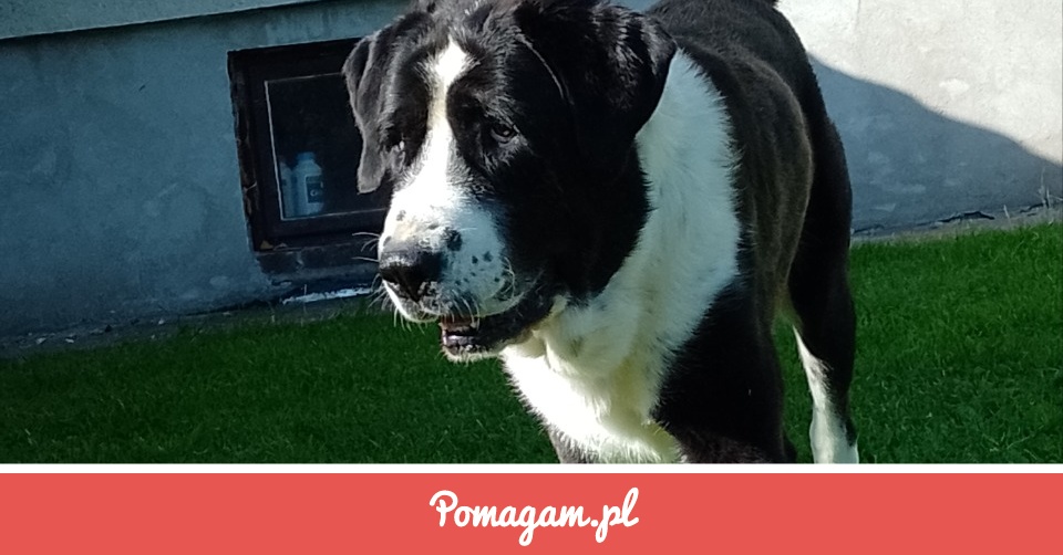 Zrzutka na Zabawki dla mojego pieska - Maciek Kowalski | Pomagam.pl