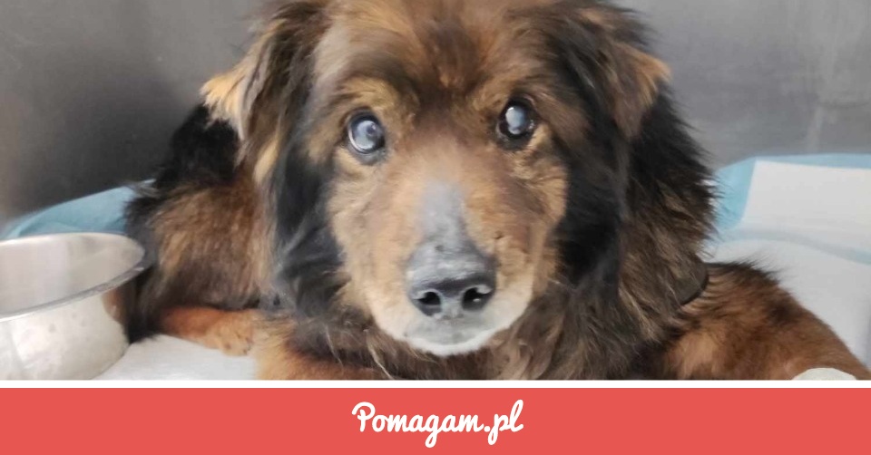 Zrzutka na Pomoc dla dziadzia z kojca. - Iwona Nowak | Pomagam.pl