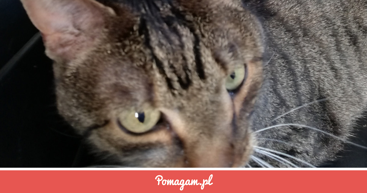 Zrzutka na Coś Zjada Mu Czaszkę - Jacek Barczak | Pomagam.pl