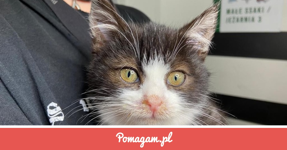 Zrzutka na Uratujmy Koty Ze Żmigrodu - EKOSTRAŻ | Pomagam.pl