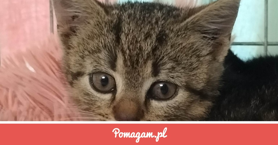 Zrzutka na Na utrzymanie tymczasów - Chojnowskie Koty | Pomagam.pl