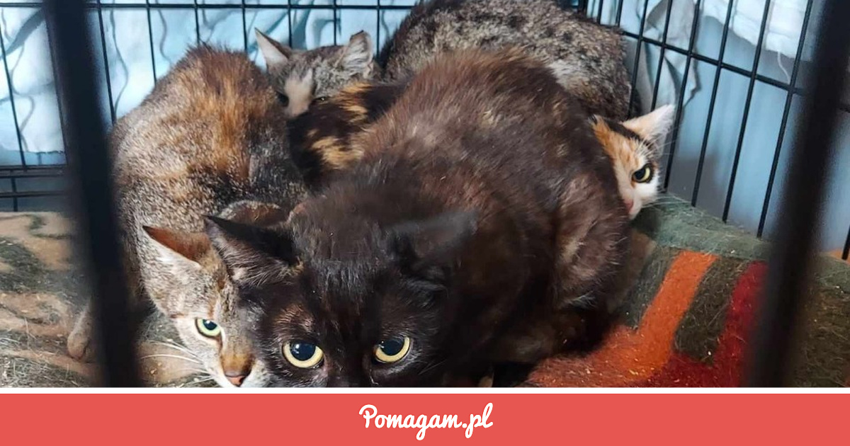 Zrzutka na Na Ratunek dla 5 Kotek - Bolesławieckie Koty | Pomagam.pl