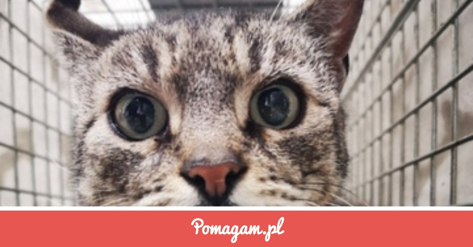 Zrzutka na Kastracja aborcyjna Kłapouszki - Jacek Barczak | Pomagam.pl