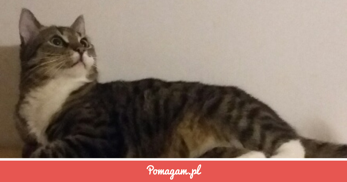 Zrzutka na Operacja Kota Niuńka - Karol Mania | Pomagam.pl