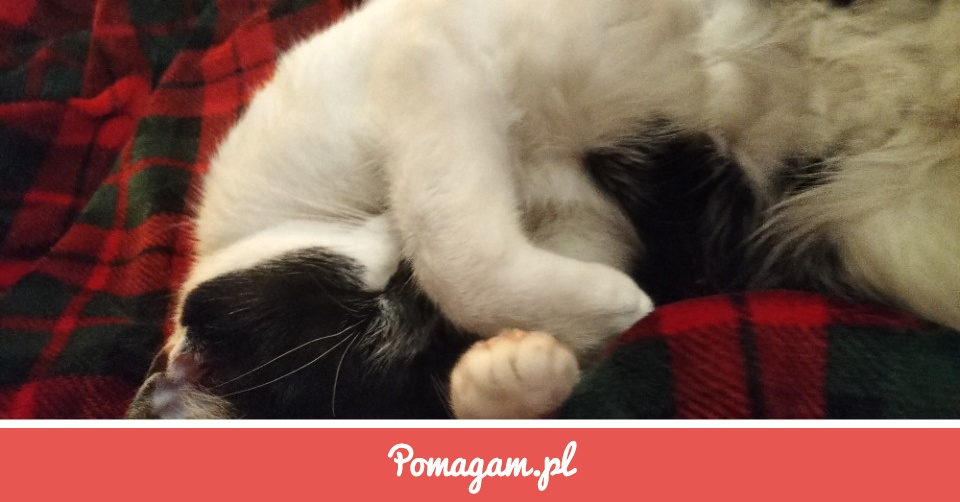 Operacja mojego kota - Dominika Filip | Pomagam.pl