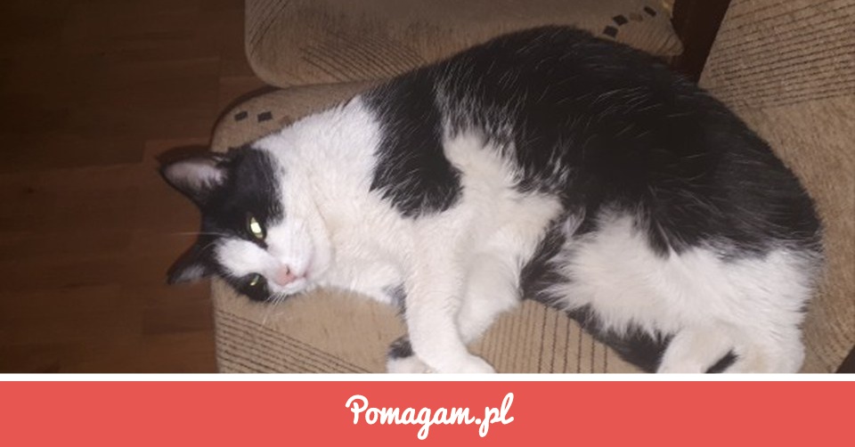 Zrzutka na Przepuklina Przeponowa Pandusi - Anna Lukasczyk | Pomagam.pl