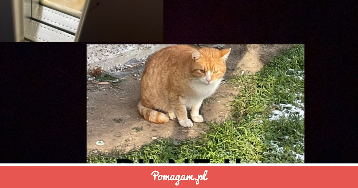 Zrzutka na Zbiórka na Bezdomne i Chore Koty - Beata Dyl | Pomagam.pl