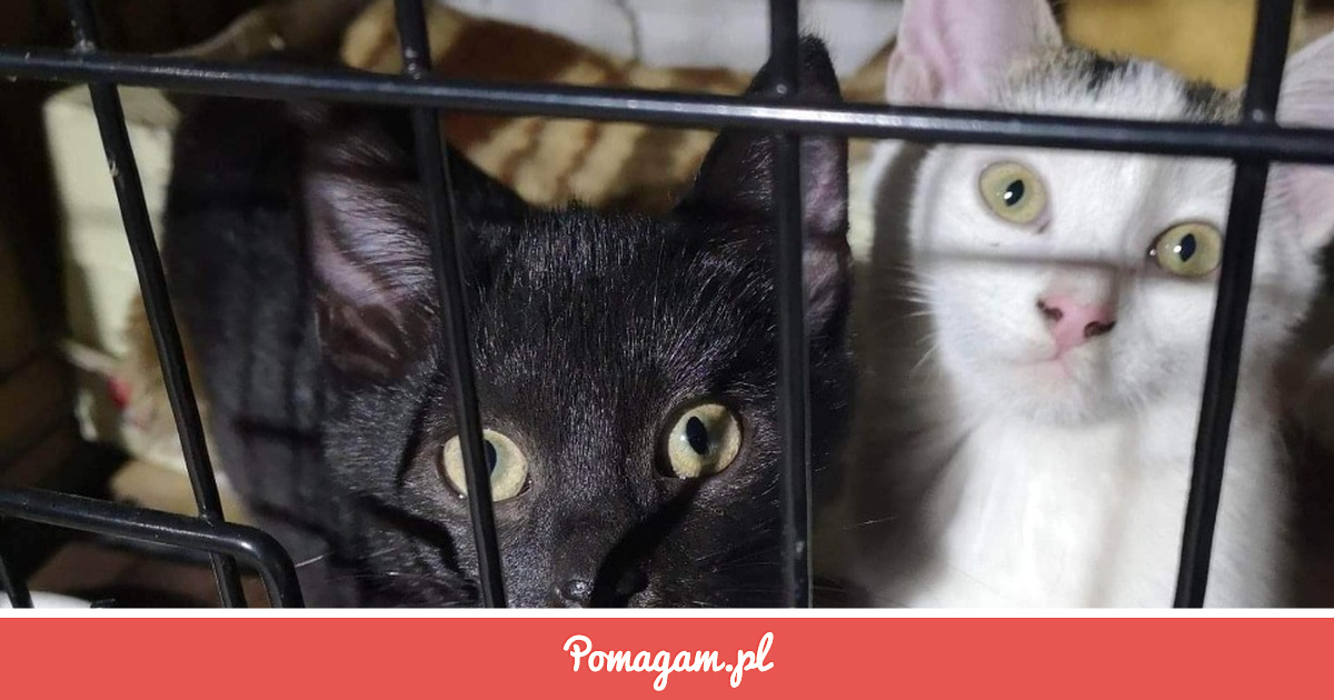 Zrzutka na Chorujące Maluchy - Bolesławieckie Koty | Pomagam.pl