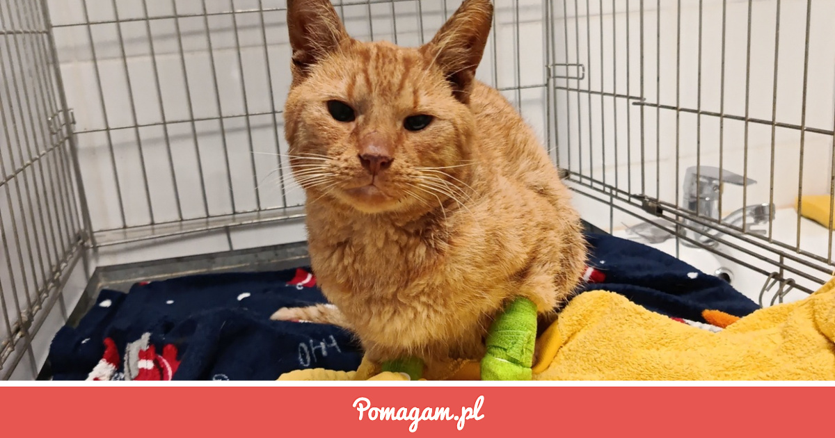 Zrzutka na Na Pełną Miskę dla Bezdomniaka - Paulina Łapińska | Pomagam.pl