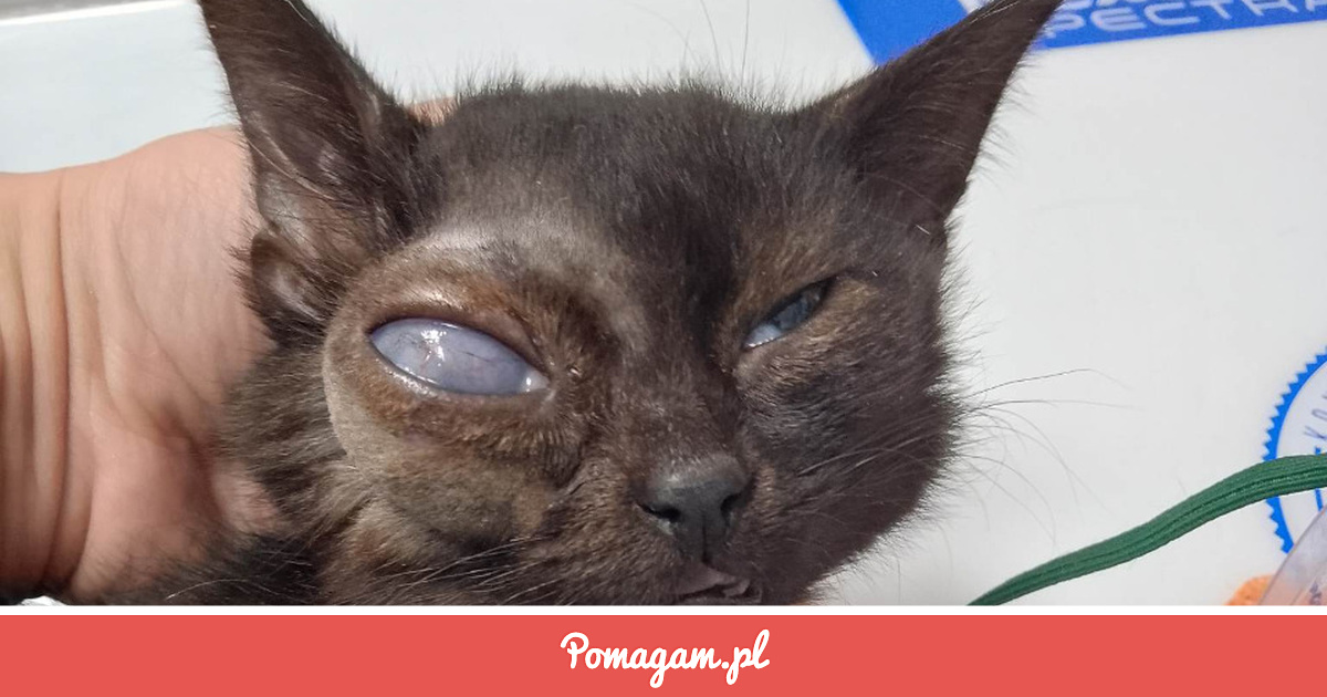 Zrzutka na Dramat Małej Mi, Ból, Cierpienie - Jacek Barczak | Pomagam.pl