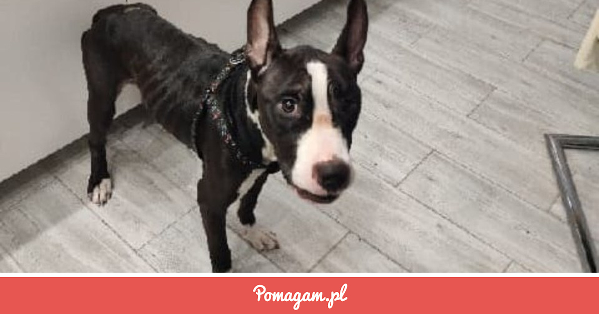 Zrzutka na Zagłodzony Amstaff - GRUPA RATUJ | Pomagam.pl