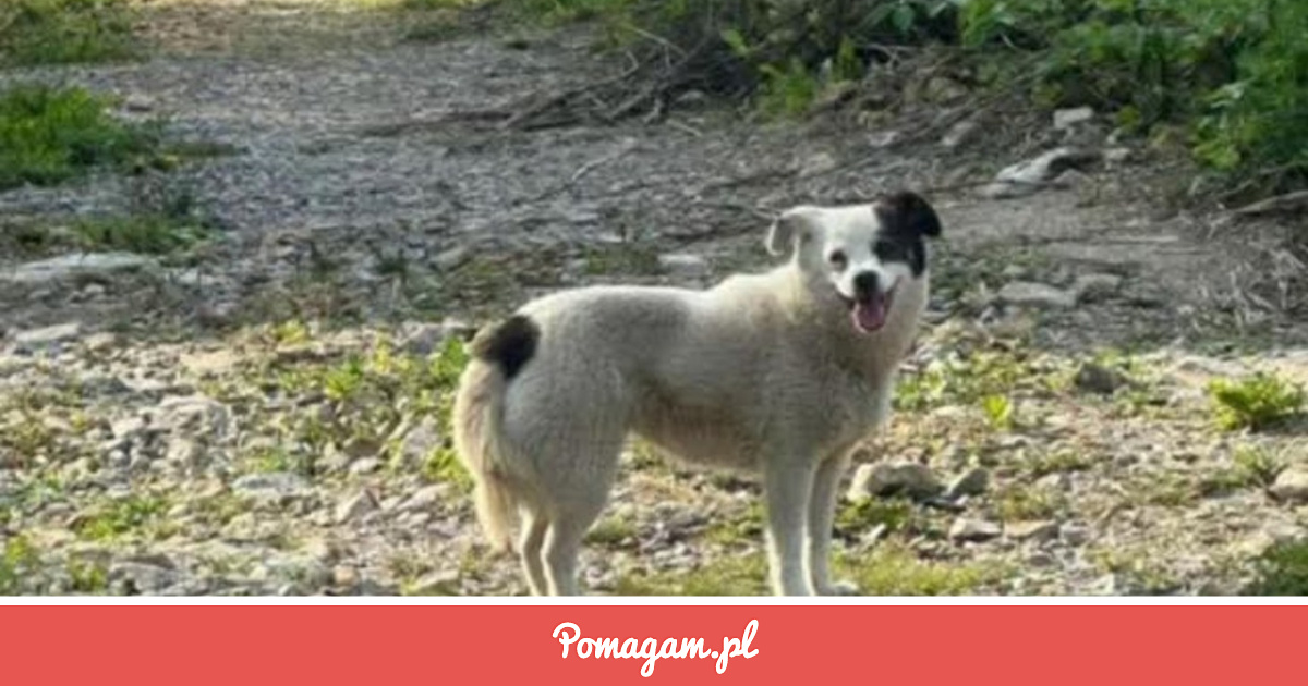 Zrzutka na Cel Zbiórki Porzucony Psiak - Dorota Giec | Pomagam.pl